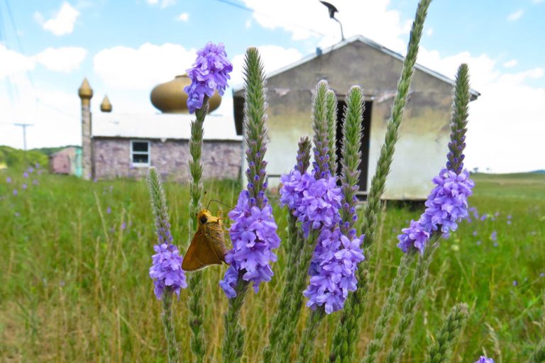 Endangered Species – Army Natural Resources Conservation